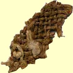 gejus- augustus 2005